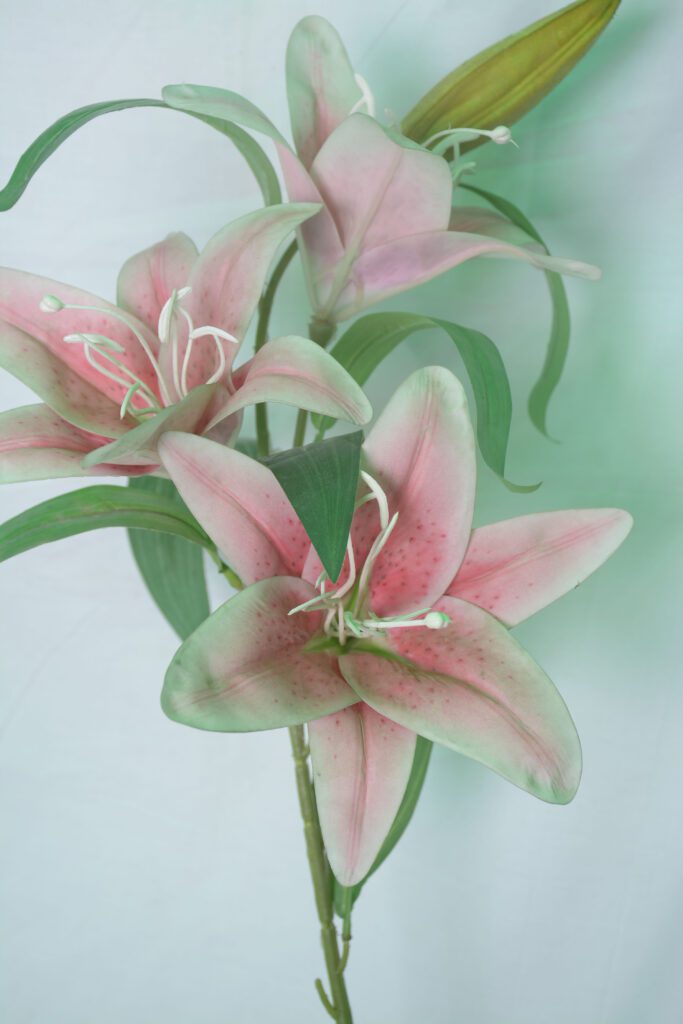 Af Tiger Lilli Shakh 220900020 – Horticlub Shop